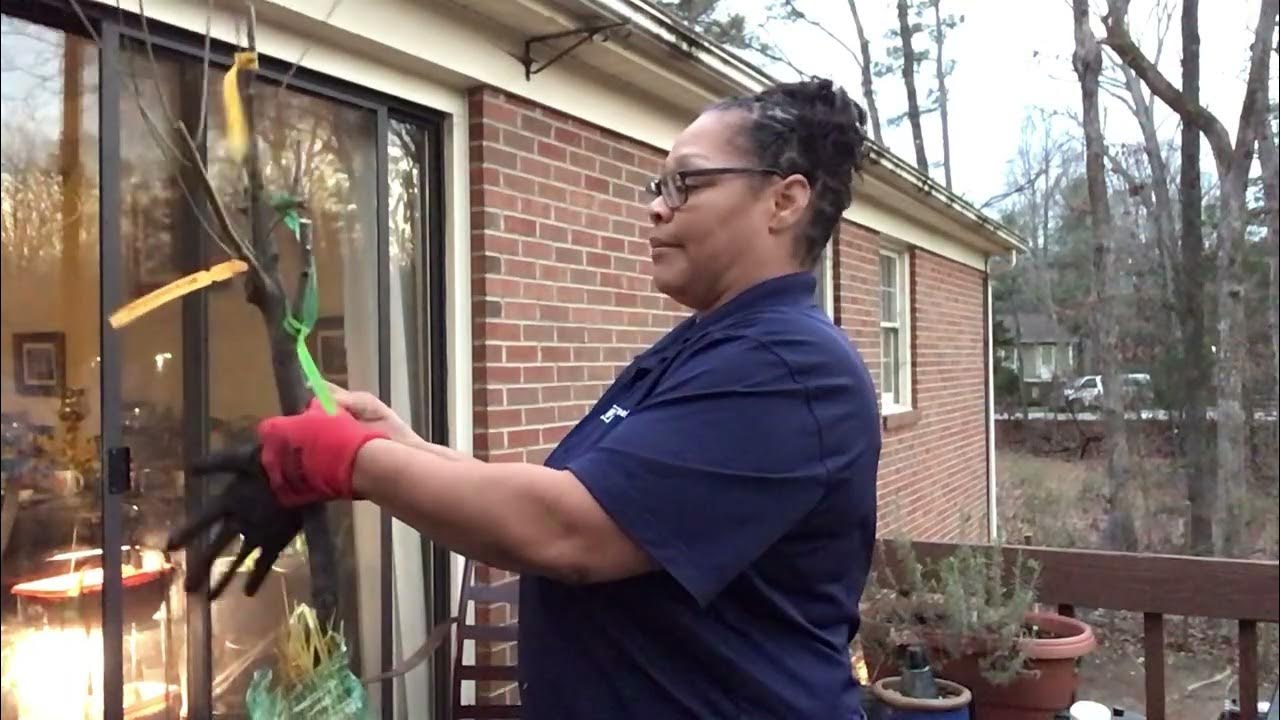 4 in 1 Plum Jubilee Tree Bare Root with 4 Different Plum Varieties ...