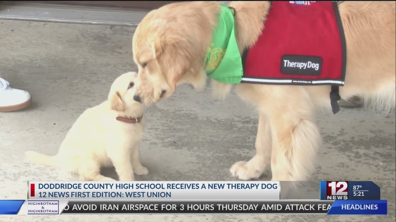 First Lady Justice brings a new therapy dog to Doddridge County High ...