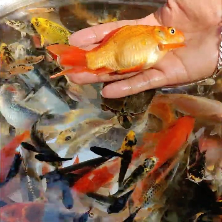 Turtle and goldfish in a small tank #turtle #goldfish - YouTube