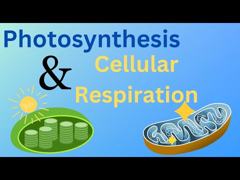 What Is The Point Of Cellular Respiration In An Ecosystem