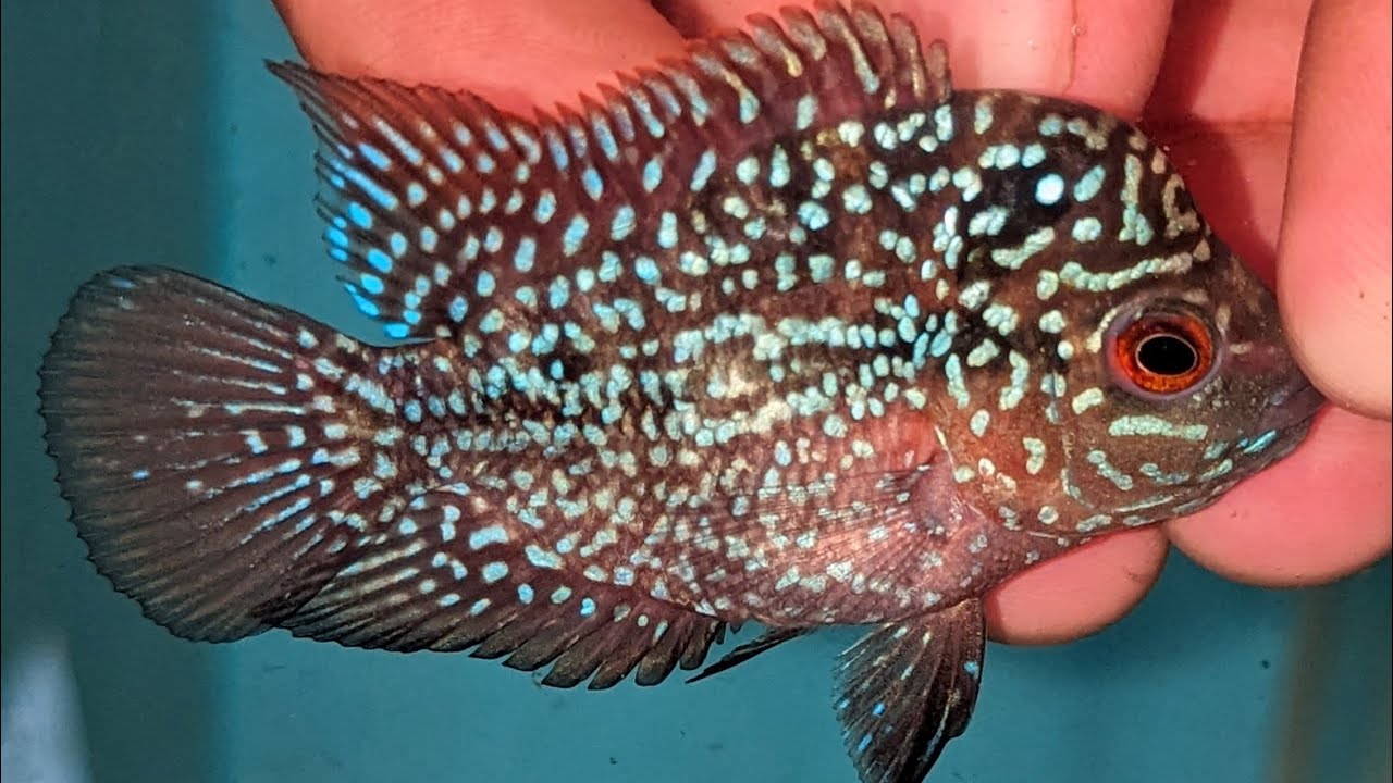 HOME BREED VIP KML & SRD FLOWER HORN FOR SALE @ BATLAGUNDU - YouTube