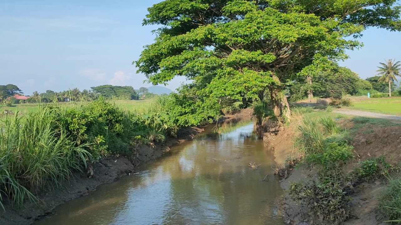 Keindahan sawah padi Perlis - YouTube