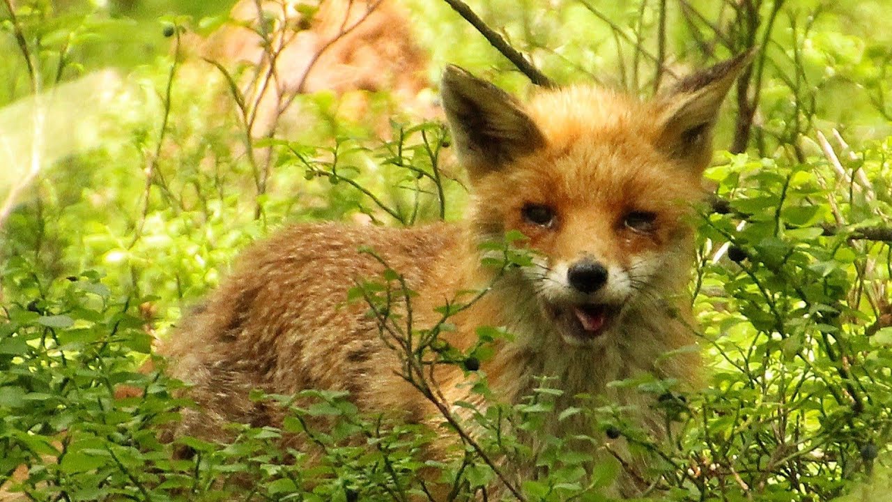 Fox eating berries 🫐 | Vos eet bessen op de Veluwe 🫐 - YouTube