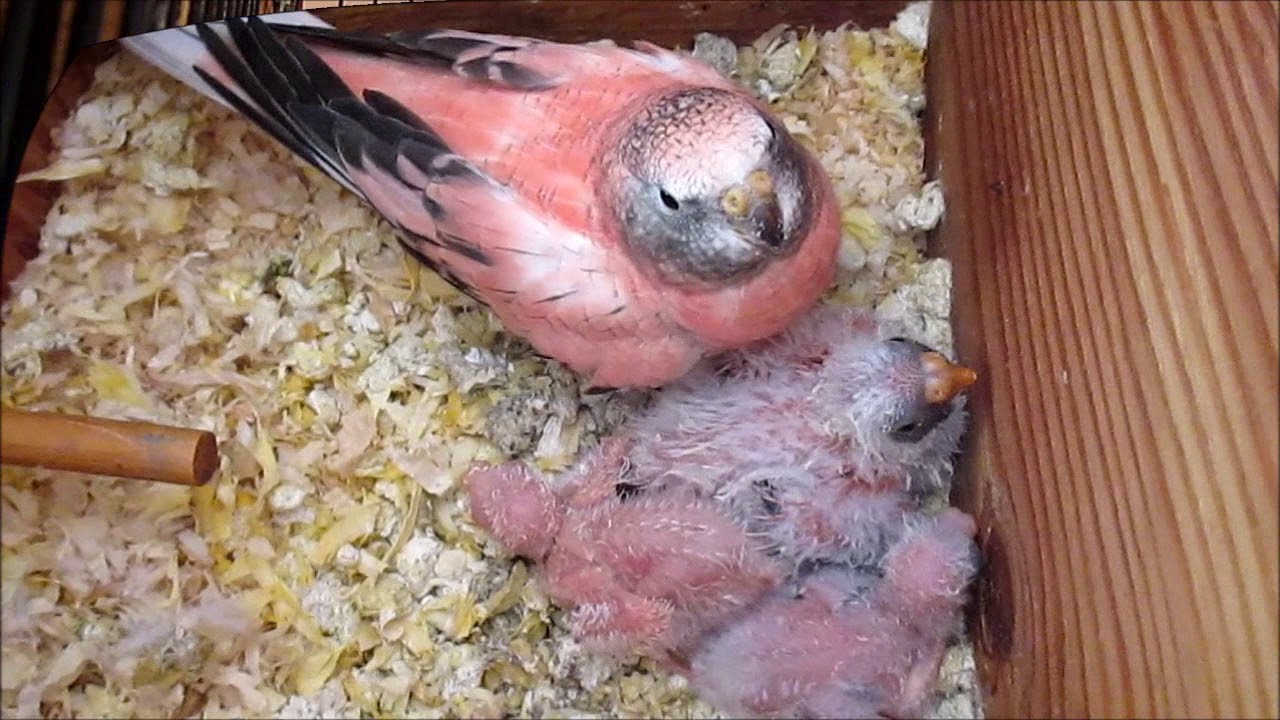 Bourke Parakeet Parents and Babies — Four Separate Clutches - YouTube