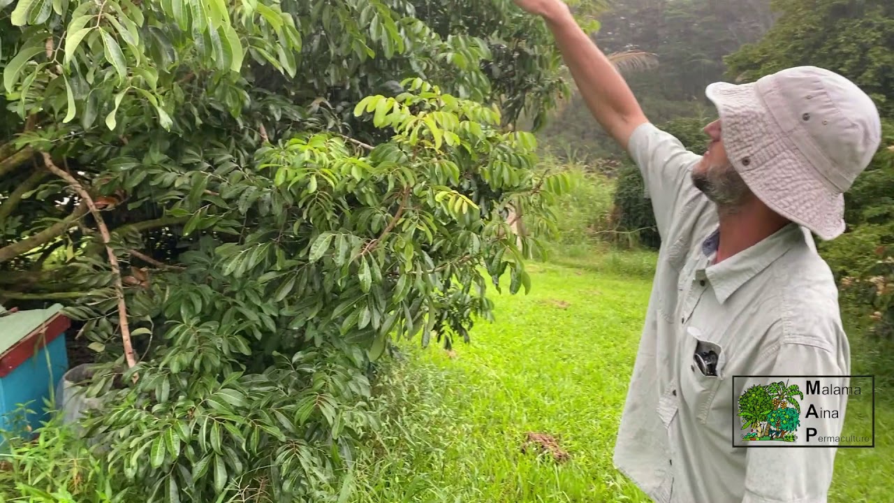 Pruning & Training Fruit Trees Class. For health & ease of harvest ...