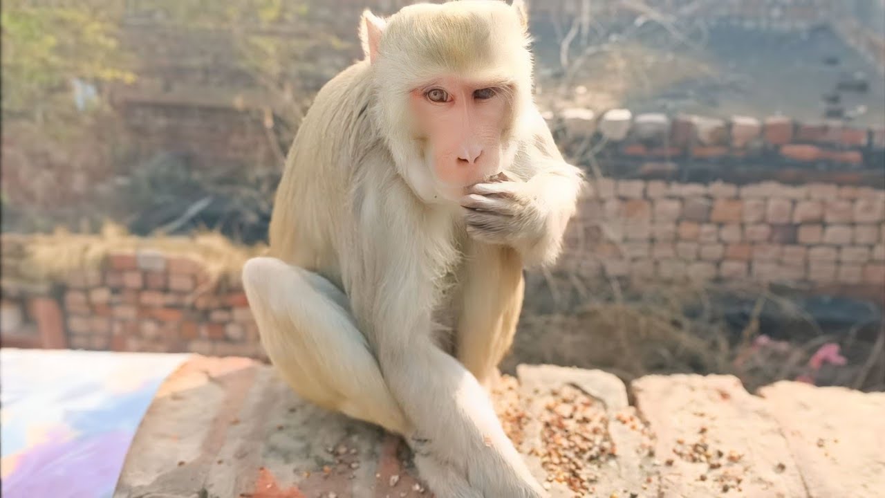 Amazing Monkey Videos | Bandar Animal Fun | Cute & Funny Monkey Moments ...