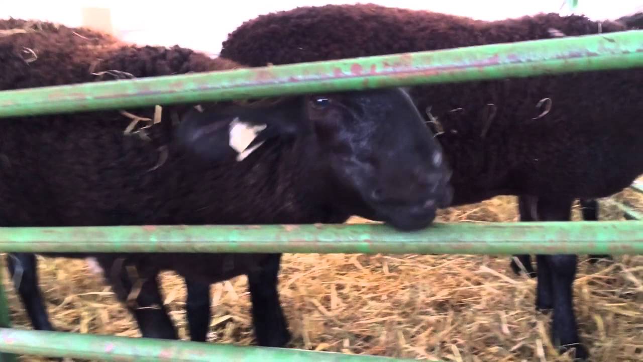 Sneezing sheep - YouTube