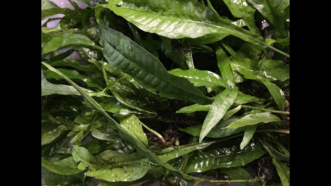 OUR JAVA FERN IS HERE!! OUR JAVA FERN IS HERE!!! - YouTube