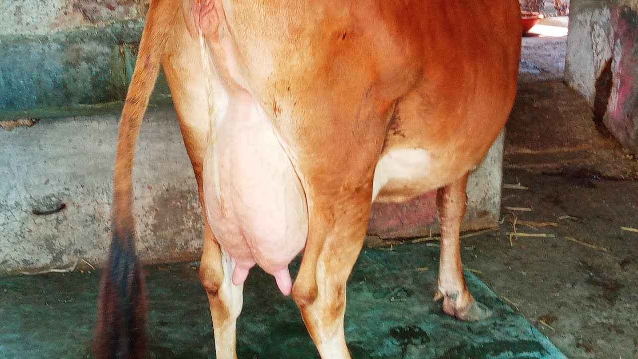 Cb/Jersey cow ready to delevery with in 5days#odisha dairy farm🚜🐄🌾 ...