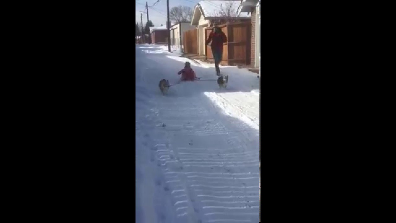 Corgi sledding - YouTube