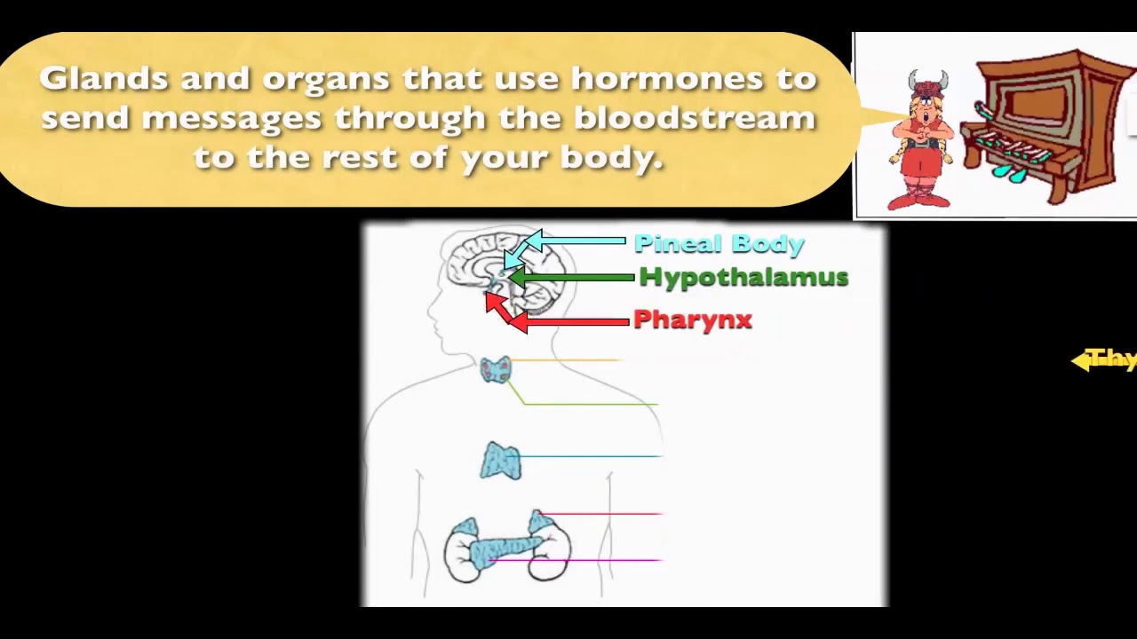 CC Cycle 3 Science Week 11 Endocrine System - YouTube