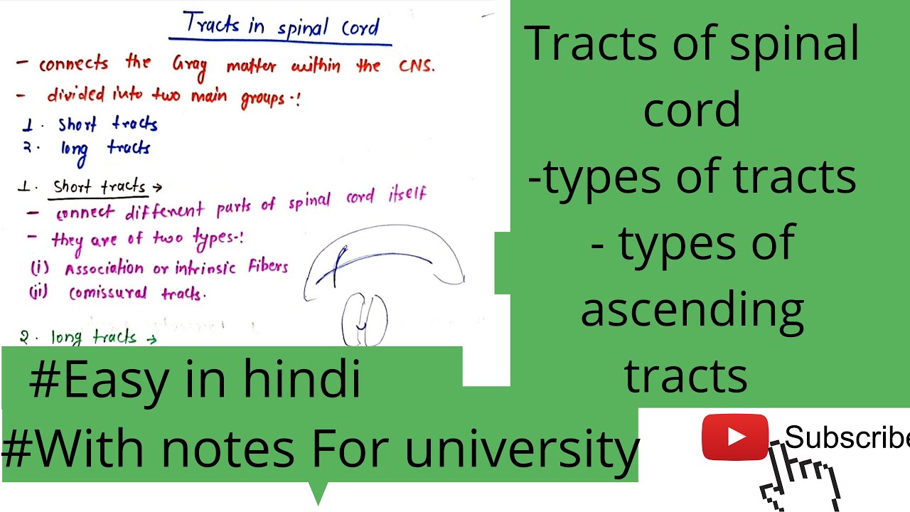 Tracts in spinal cord/ types of tracts in cns/ types of ascending tract ...