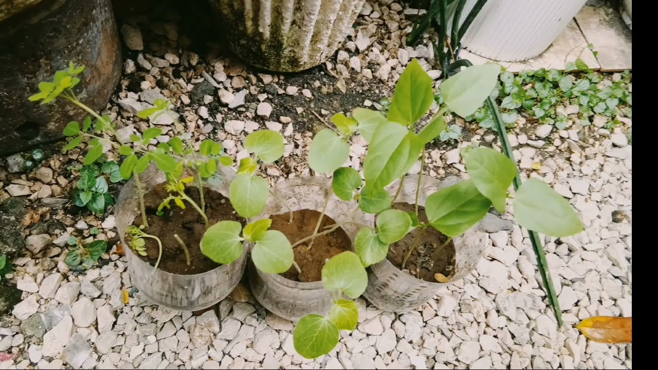 Plantito/Plantita - YouTube