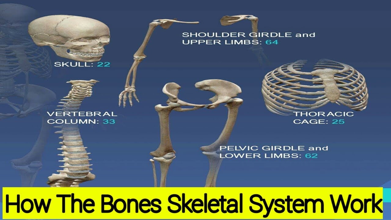 How The Bones Skeletal System Work YouTube how-the-bones-skeletal-system-work-youtube