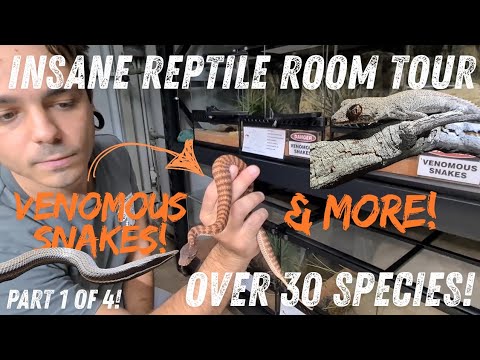 Insane Reptile Room Tour! Part 1 Of 4! Venomous Snakes & More! - YouTube
