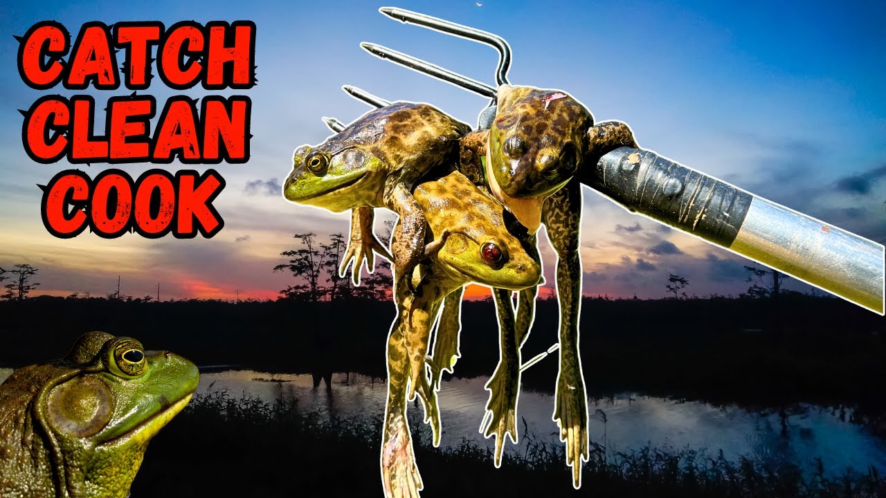 Catching Giant Bullfrogs in the Swamp for Dinner! - YouTube