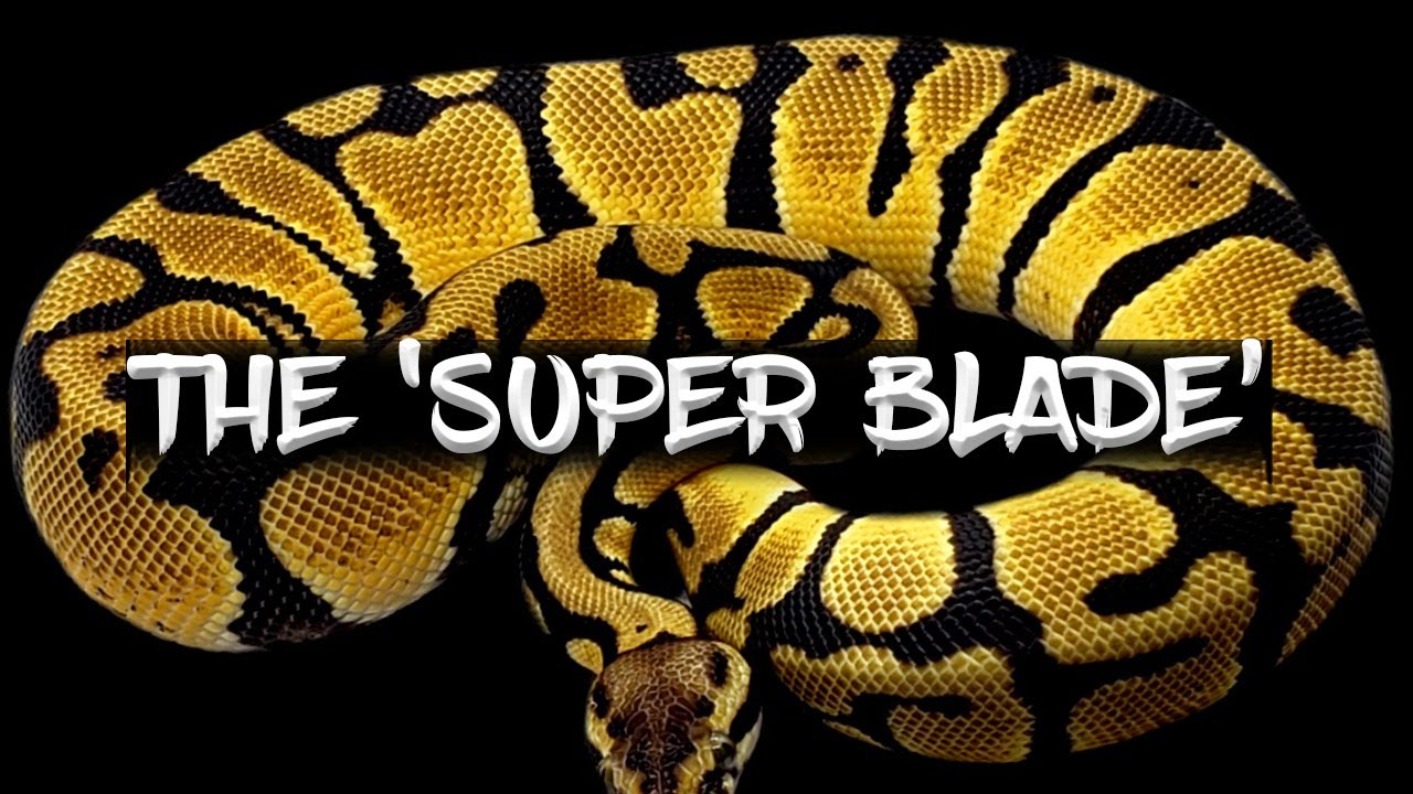 The 'Super Blade' Ball Python - YouTube
