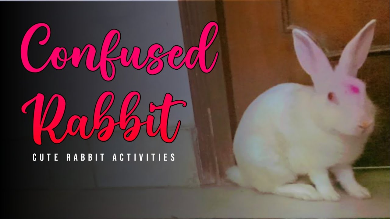 CONFUSED RABBIT 😂 | Cute Rabbit Playing And Sleeping Video | Masti khor ...