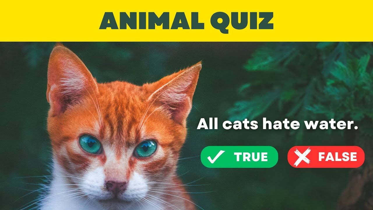 Animal Quiz (True or False) : A Fun and Educational Challenge - YouTube