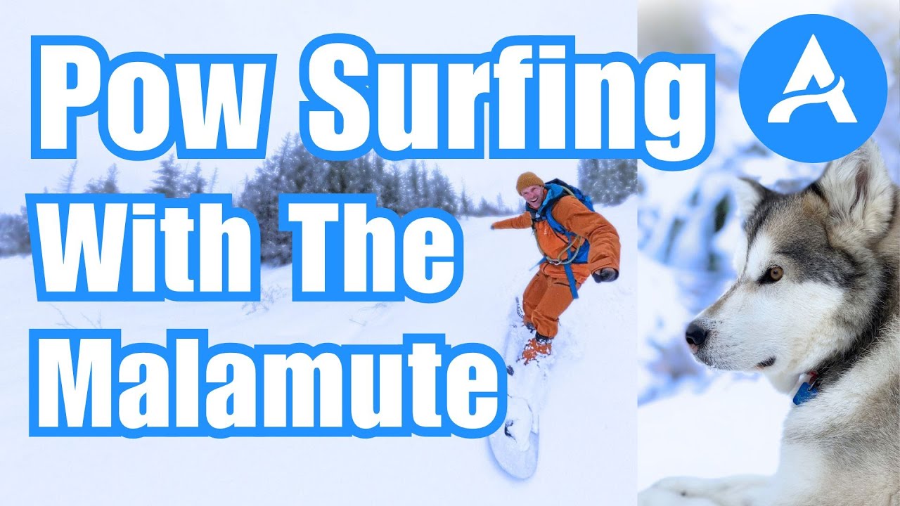 Pow Surfing With Nuka The Alaskan Malamute / The Fernie Life - YouTube