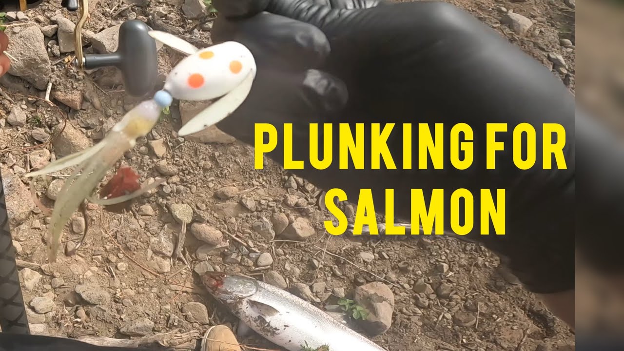 PLUNKING FOR SALMON - SPIN N GLO N TUNA BALL // CÂU CÁ HỒI Ở MỸ - YouTube