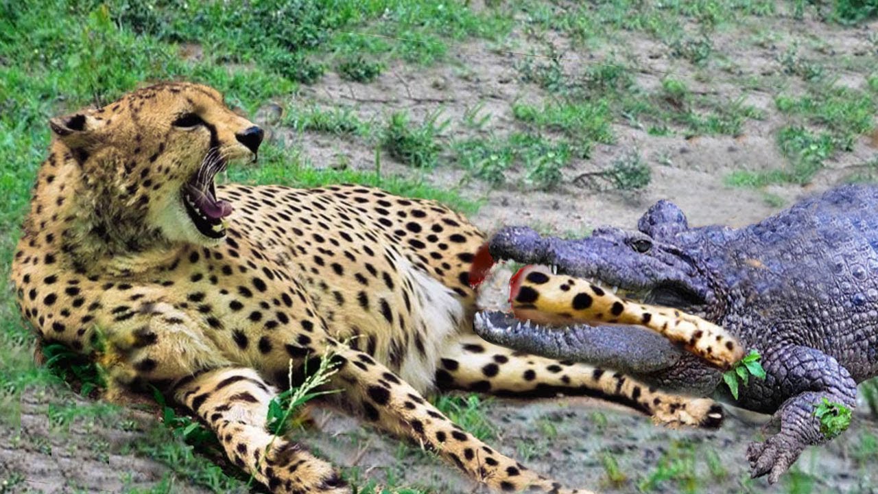Crocodile Ambush Bite off Cheetah's Tail, Lucky Escaped Cheetah Return ...