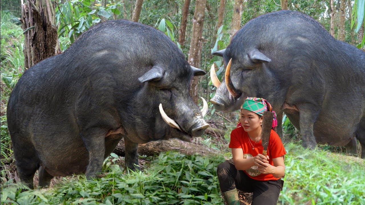 Harvesting Turmeric for Sale Farm Life - Ferocious Pigs with Scary ...