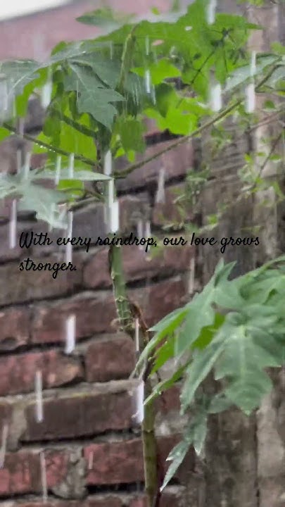With every raindrop, our love grows stronger. @madiyansmomusa8716 - YouTube