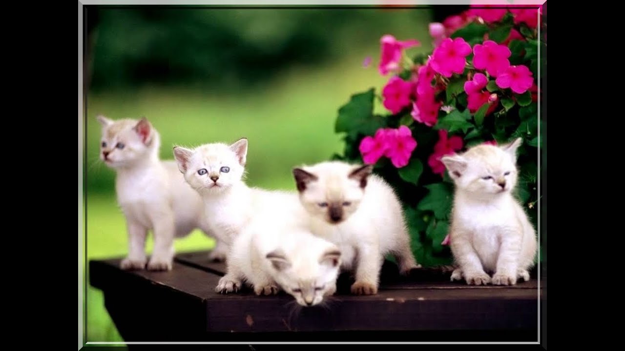 sevimli beyaz kediler/cute white cat - YouTube