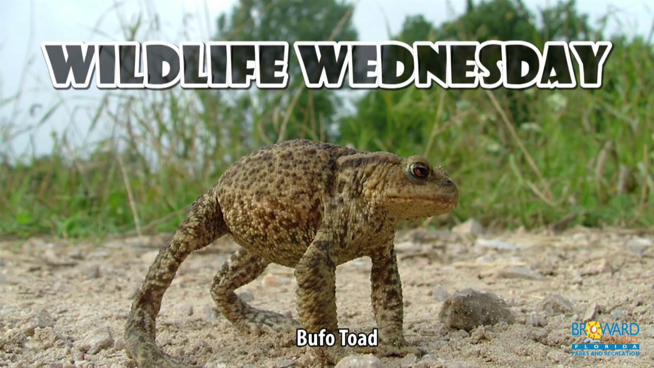 Wildlife Wednesday: Bufo Toad | Broward County Parks and Recreation ...