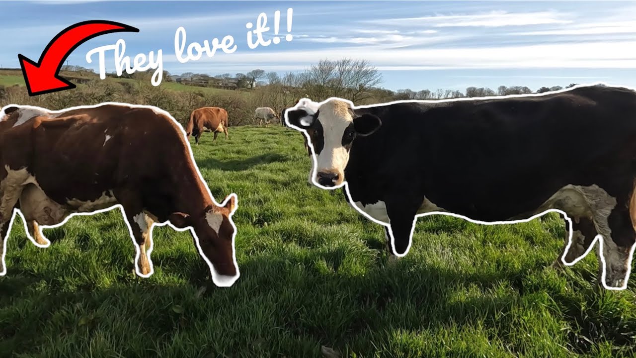 DAIRY COWS GOING OUT FOR THE FIRST TIME!!! - YouTube