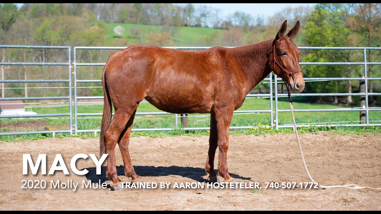 Macy, 2020 Molly Mule, Trail or Kids Mule | Boone County Draft Horse ...