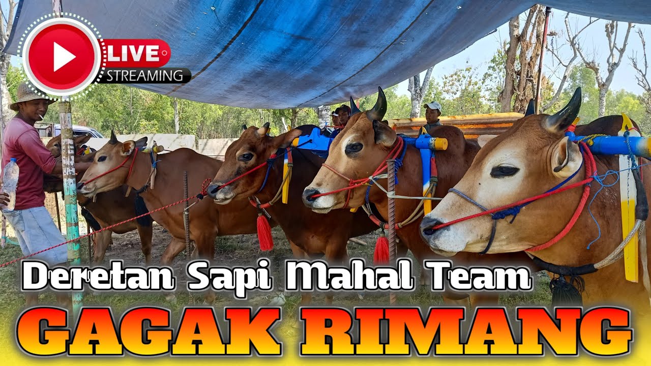 Live Latihan Team GAGAK RIMANG Persiapan Kawedanan Kab. Bangkalan - YouTube