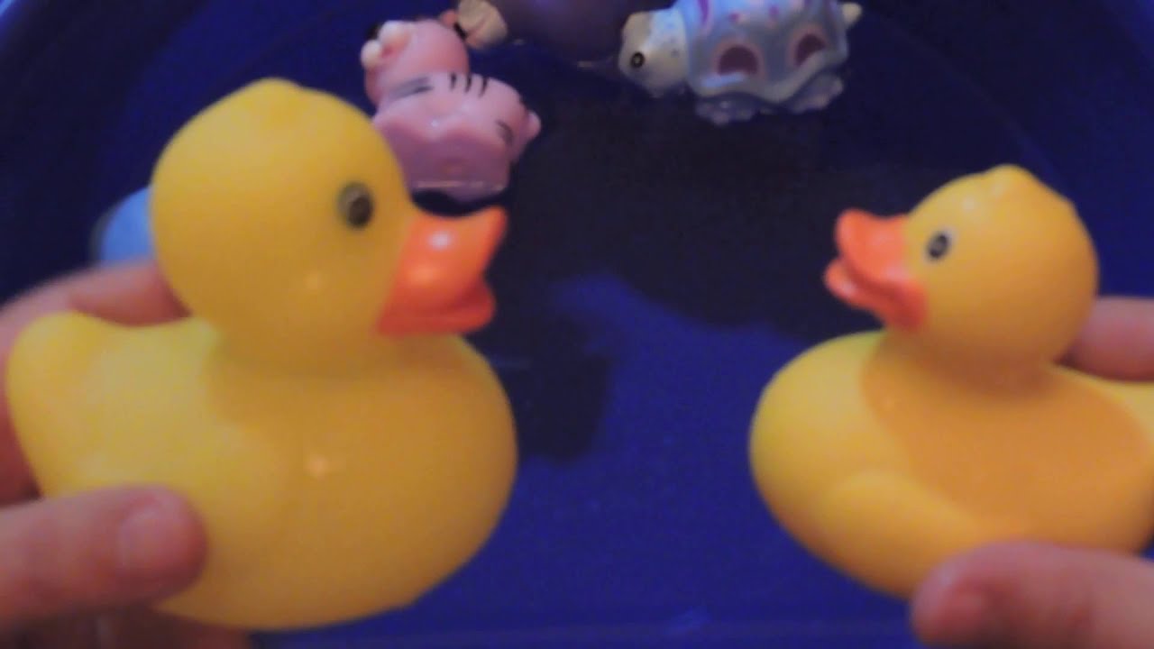 Ducks and animals in swimming pool | Patinhos e animais na piscina ...