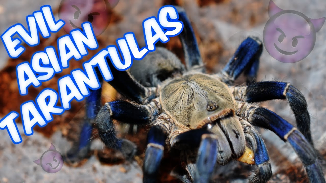 Female Cobalt Blue Tarantula
