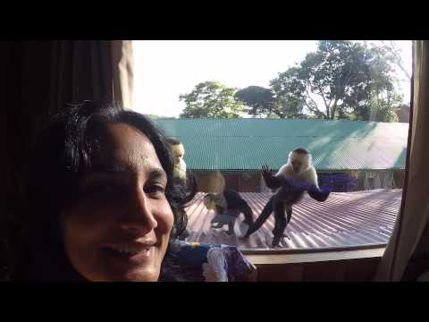 Capuchin Monkeys penceremin önünde