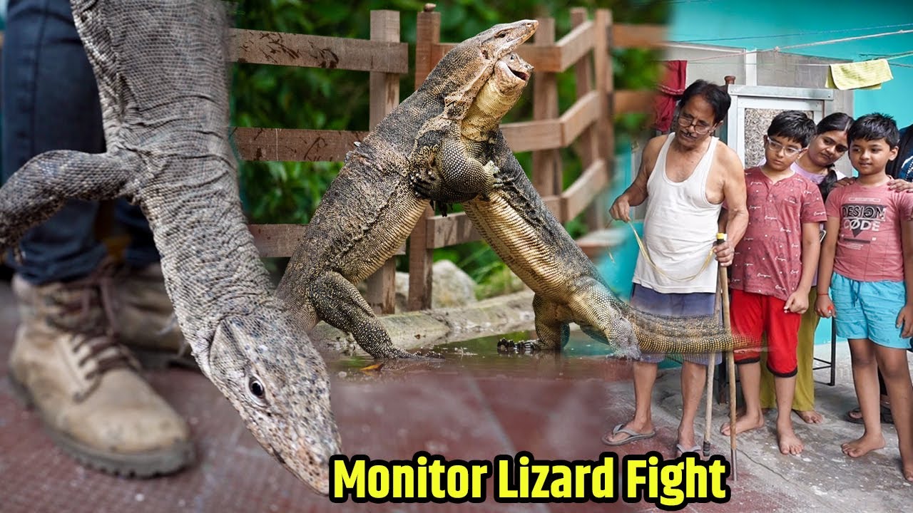 हैरतअंगेज Monitor Lizard की लड़ाई, घर में घुसे तो ऐसे जीव तो क्या करना ...