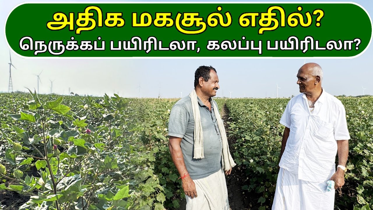 அதிக மகசூல் எதில்? – நெருக்கப் பயிரிடலா, கலப்பு பயிரிடலா? | Which ...