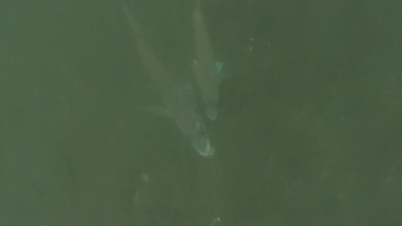 Its Porgy Time! Underwater catch + clean + cook scup...butterfish in ...