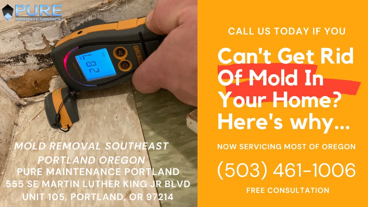 Mold Removal Southeast Portland Oregon - Pure Maintenance Portland ...