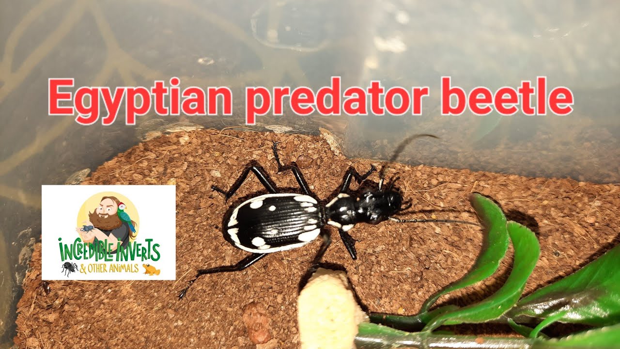 Egyptian predator beetle introduction #predatorbeetle #beetle #beetles ...