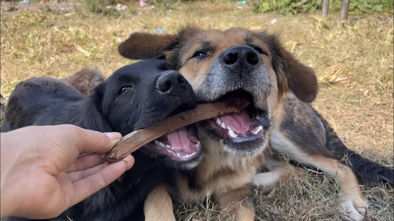 4/17 Thursday Bus Park Stray Dog Support Live by Sagal and Gita - YouTube