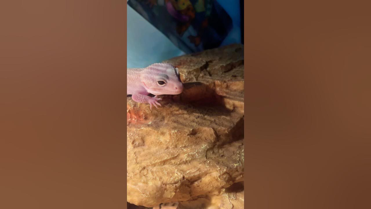 Meet spike the leopard geko - YouTube