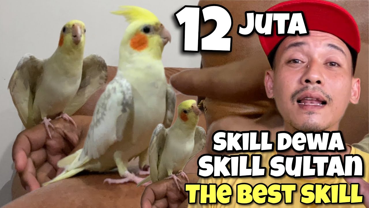 INI BURUNG FALK PARKIT AUSTRALIA YANG MENGAGUMKAN - YouTube