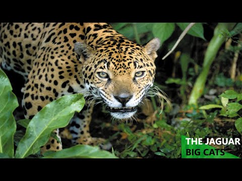 THE JAGUAR: BIG CATS - Animals Nature Wildlife (Full Documentary) - YouTube