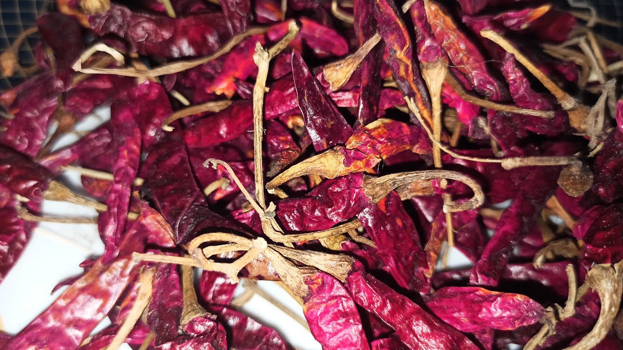 how to preserve red chillies for a long time.. - YouTube