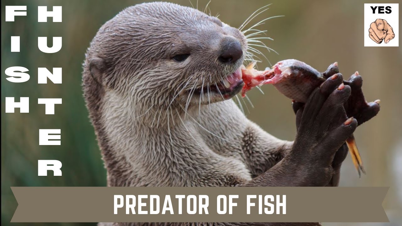PREDATOR OF FISH | A FISH HUNTER - YouTube