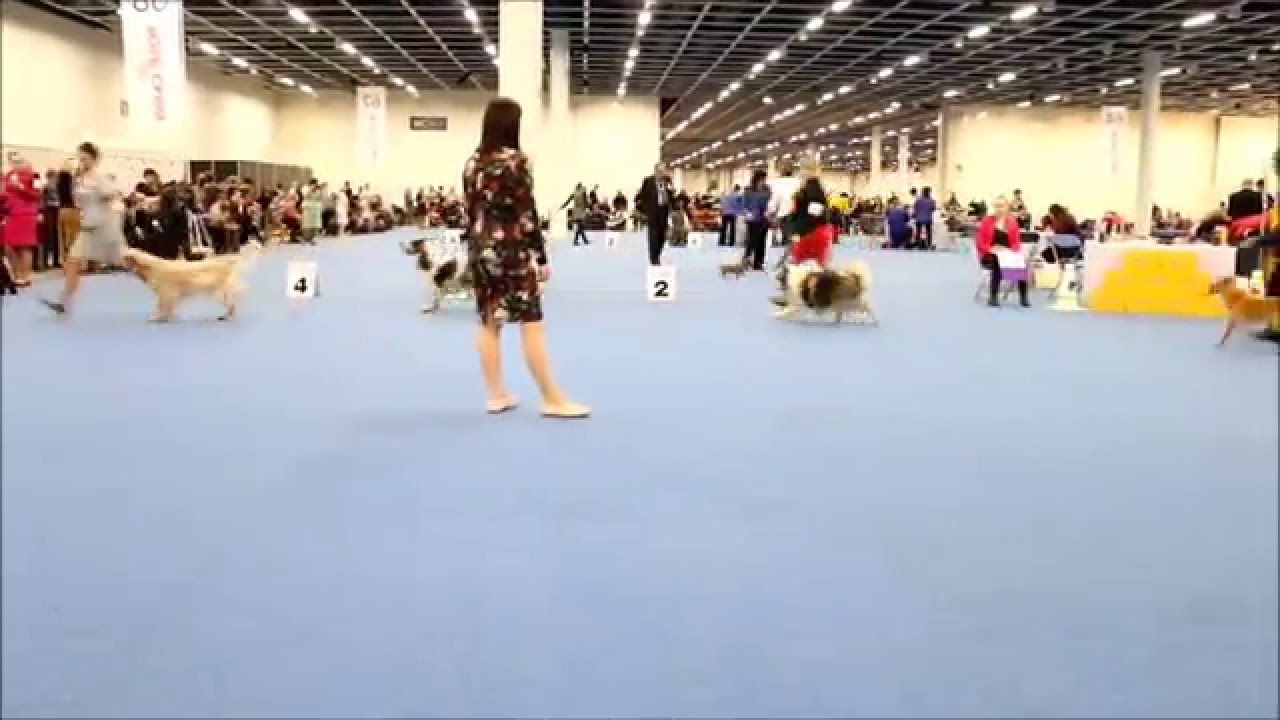 Junior handler 5.12.2015 - YouTube