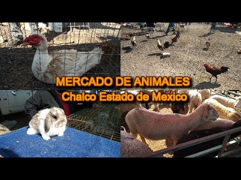 TIANGUIS DE ANIMALES de Chalco Estado de México.! - YouTube