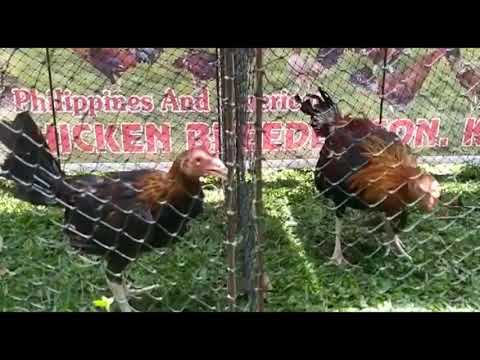 BOSTON ROUNDHEAD - YouTube